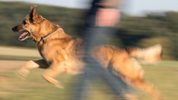 Hund springt über Zaun und beißt Spaziergänger in Apolda