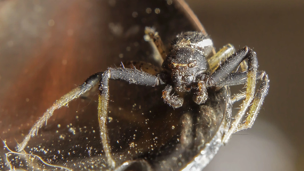 Study reveals spider avoidance may hinder conservation efforts