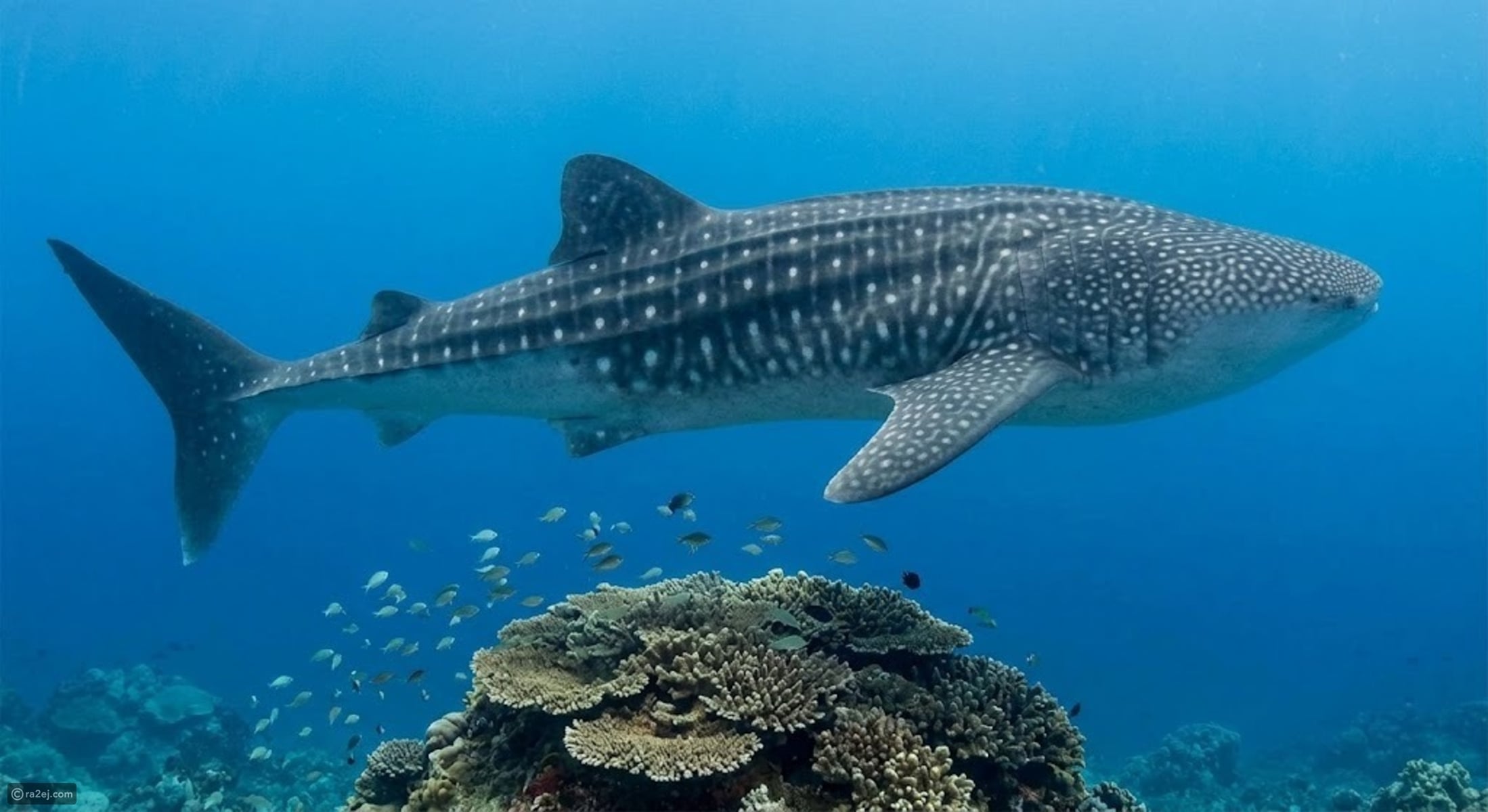 They found the world’s biggest fish — and it’s larger than expected