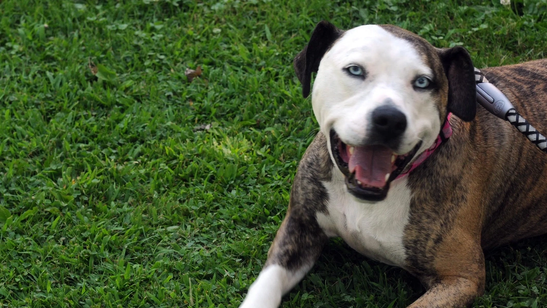 Rescue dog Fiona grows in confidence after months of care