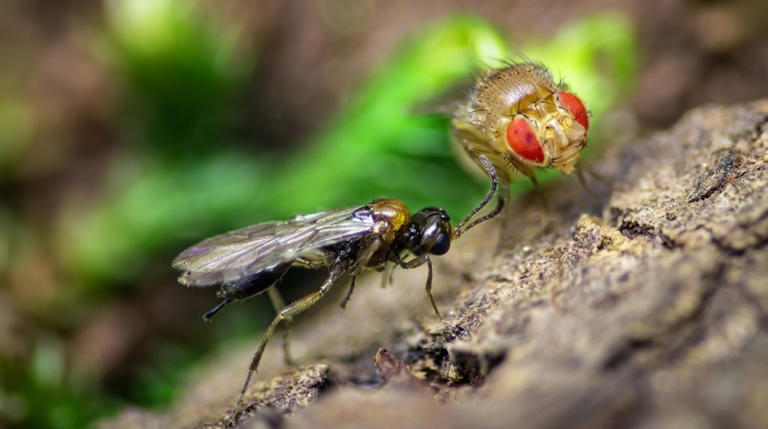 A tiny backyard discovery in Mississippi is rewriting what scientists ...