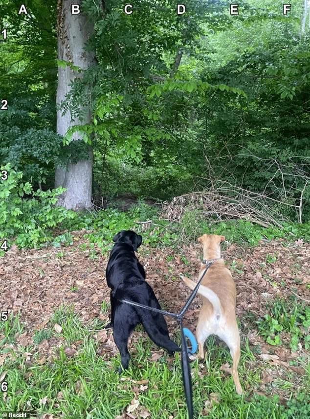 Dog walk turns into an optical illusion - can you spot the fox hiding ...