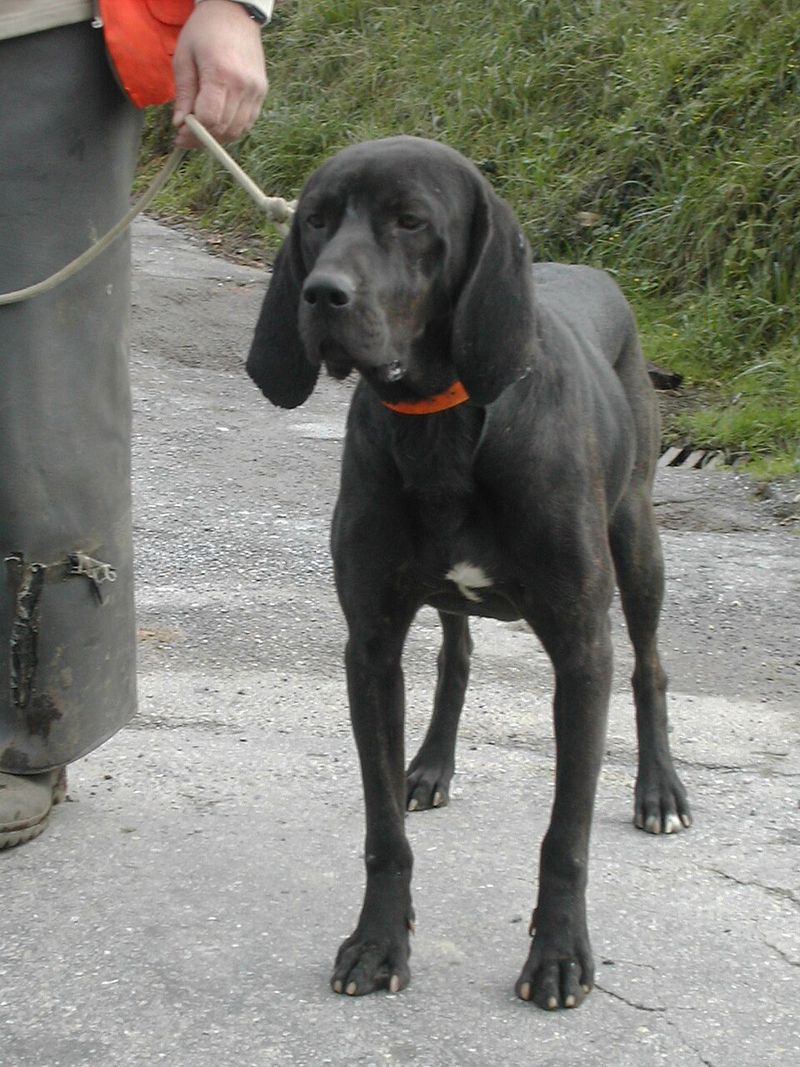 13 instinct-driven breeds – plus 3 dogs that always seem to lead the group
