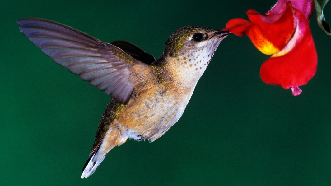 How to make your yard a hummingbird haven