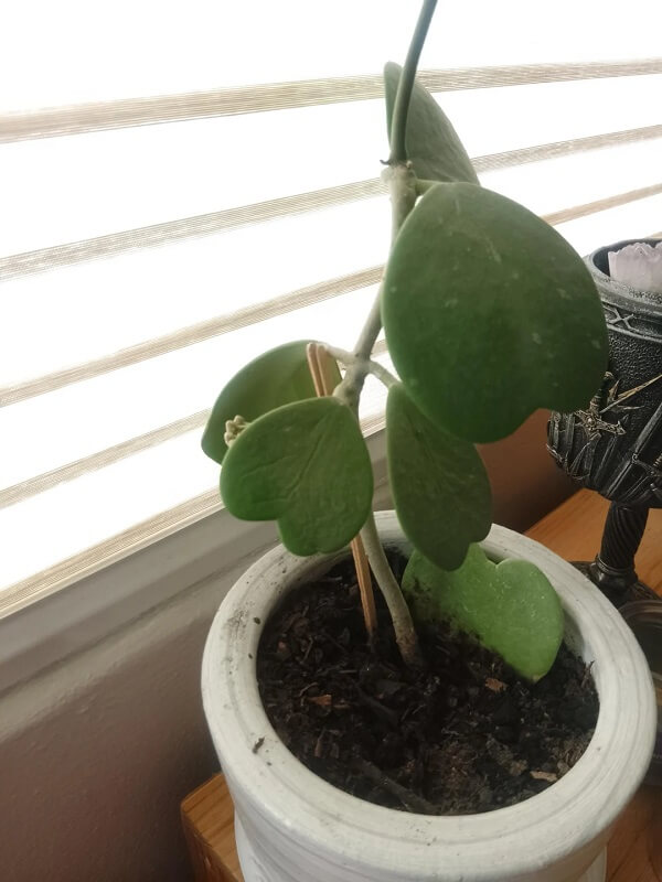 Plant owner confused by strange growth on heart-shaped plant