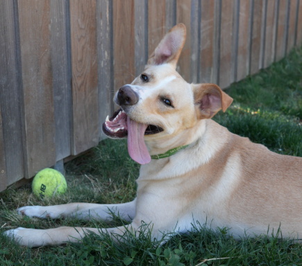 Adoptable pets looking for forever homes this week