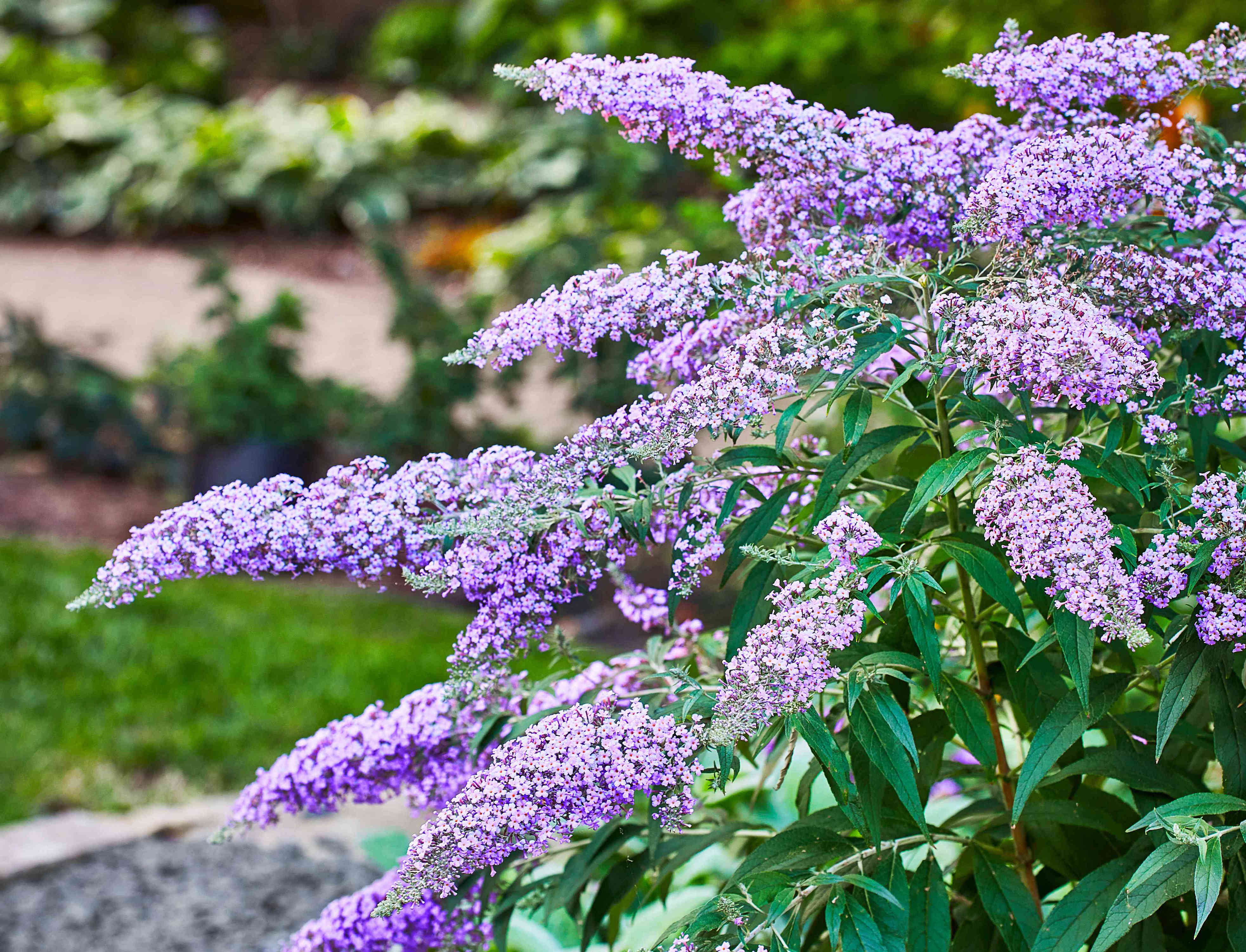 7 simple tips for pruning butterfly bushes the right way