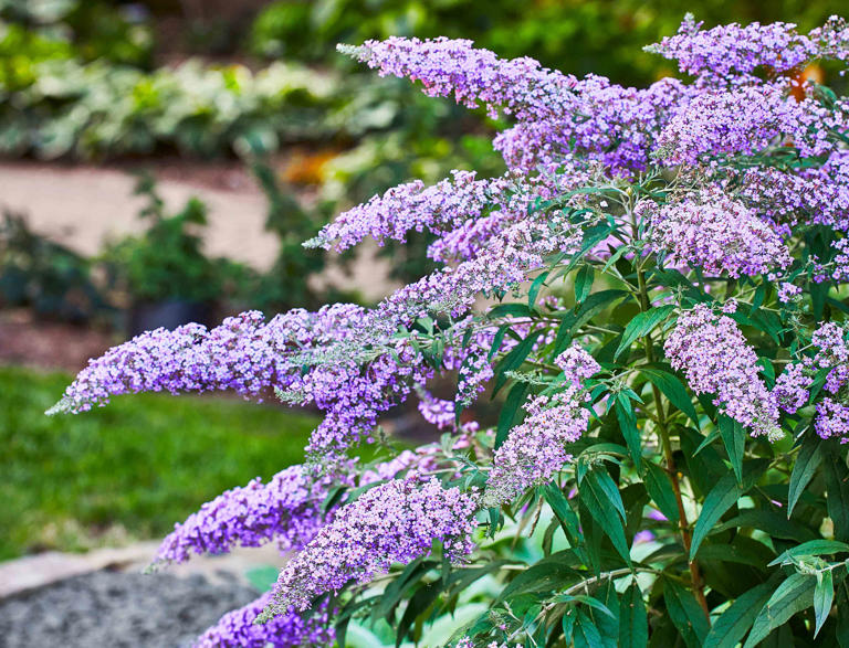 7 simple tips for pruning butterfly bushes the right way