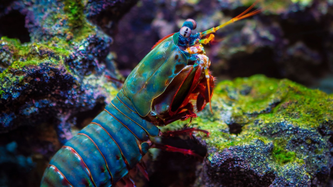 A mantis shrimp punches with the force of a bullet, boiling the water ...