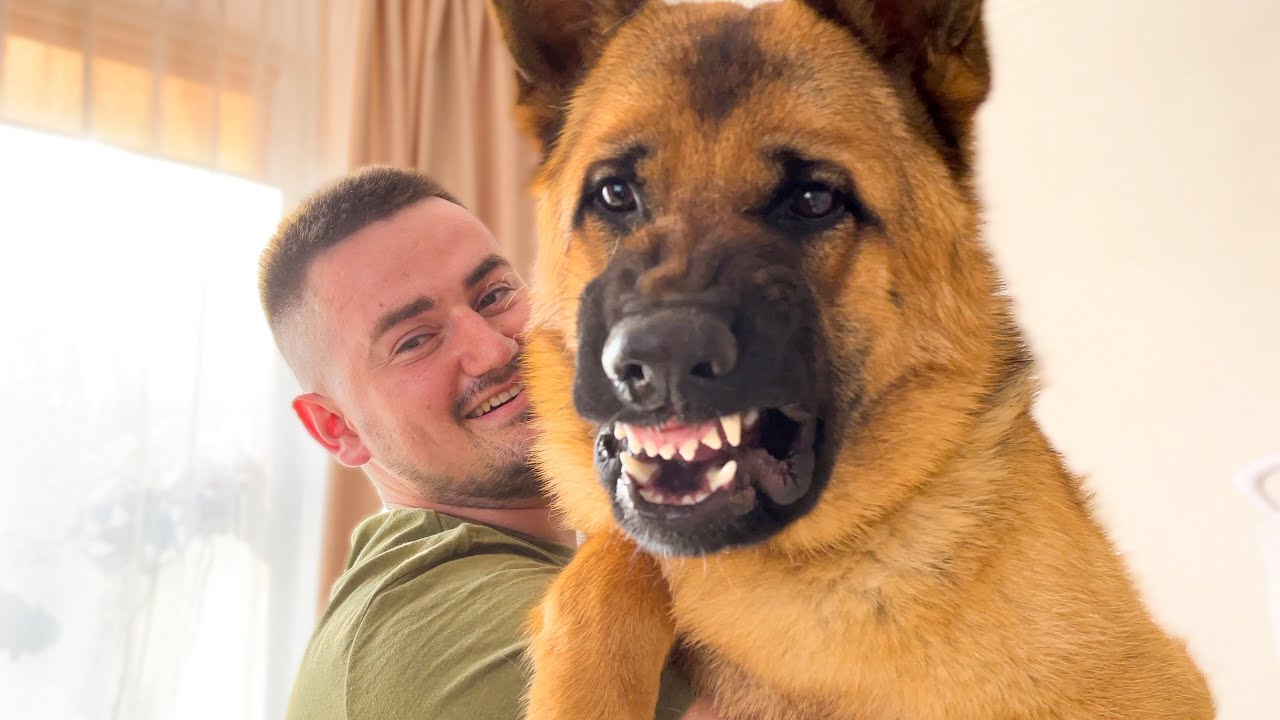 When another dog wants attention from a German shepherd owner