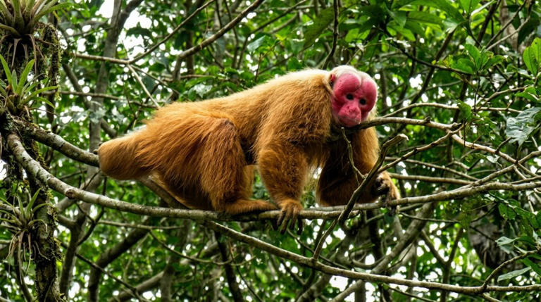 A monkey on the loose in Florida raised a question most Americans have ...