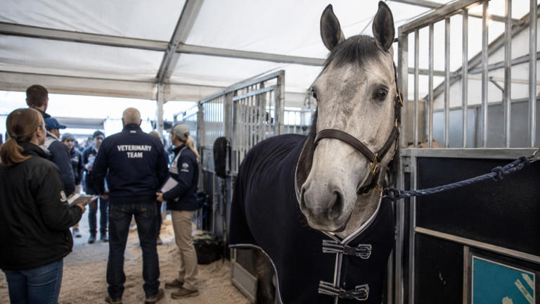 Investigation expands after three horses reportedly injured at major ...