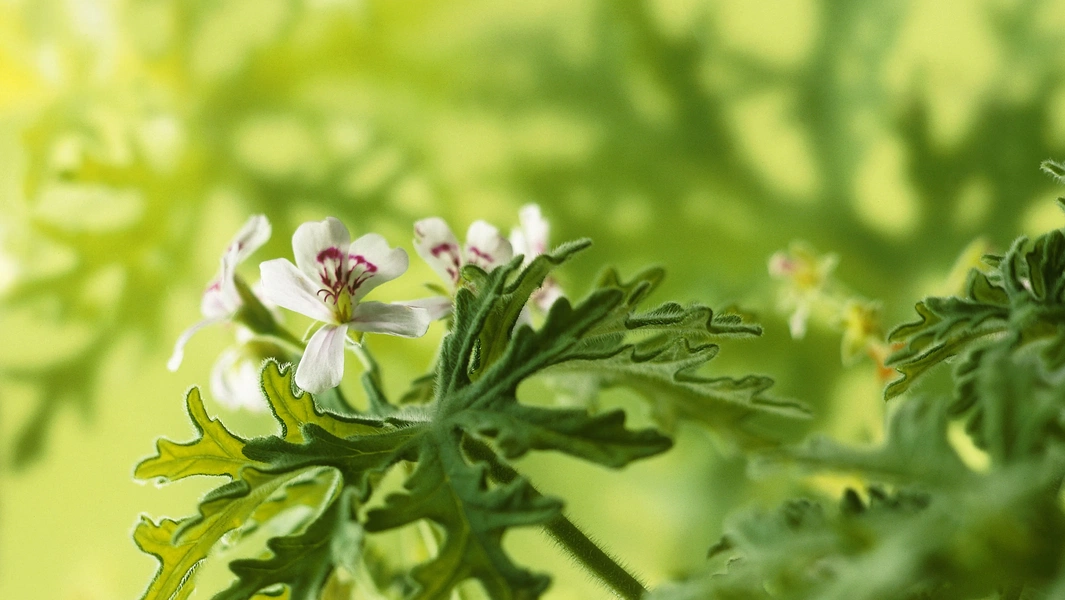 Geranium secrets every plant lover should know