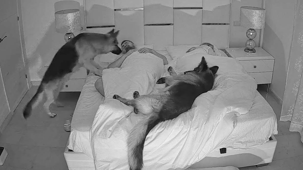 What sleeping with two German shepherd dogs is like