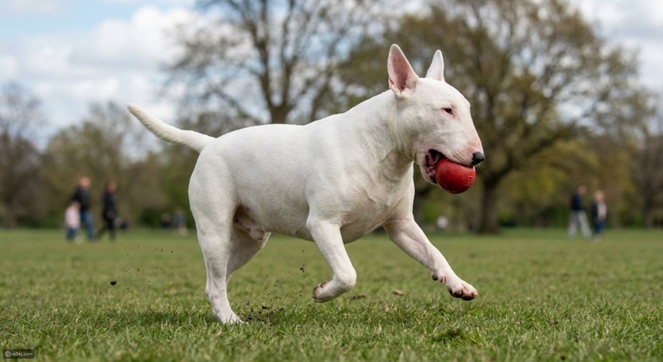 Dog breeds many people reject because of their looks