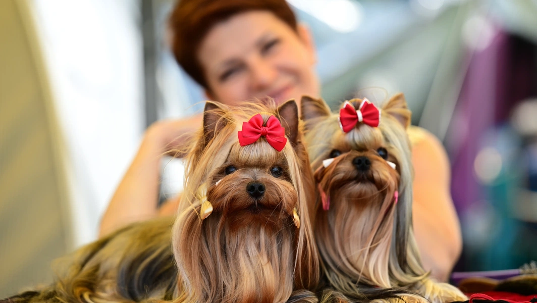 Purebred dogs face higher health risks from selective breeding