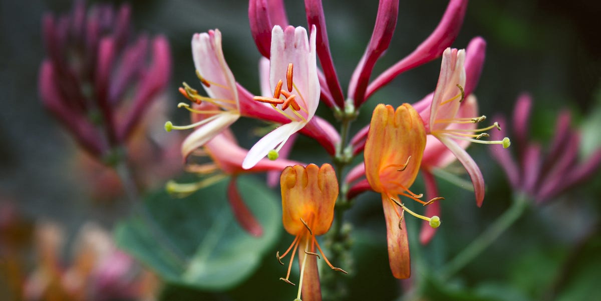 The best flowers to plant for a garden that smells incredible