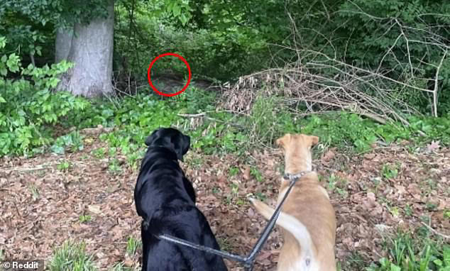 Dog walk turns into an optical illusion - can you spot the fox hiding ...