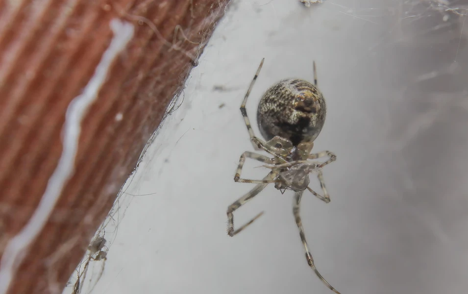 Study reveals spider avoidance may hinder conservation efforts