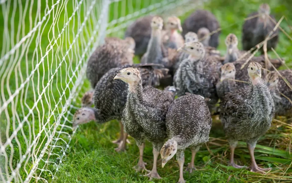 Feather duster helps orphaned turkeys recover in rehab center
