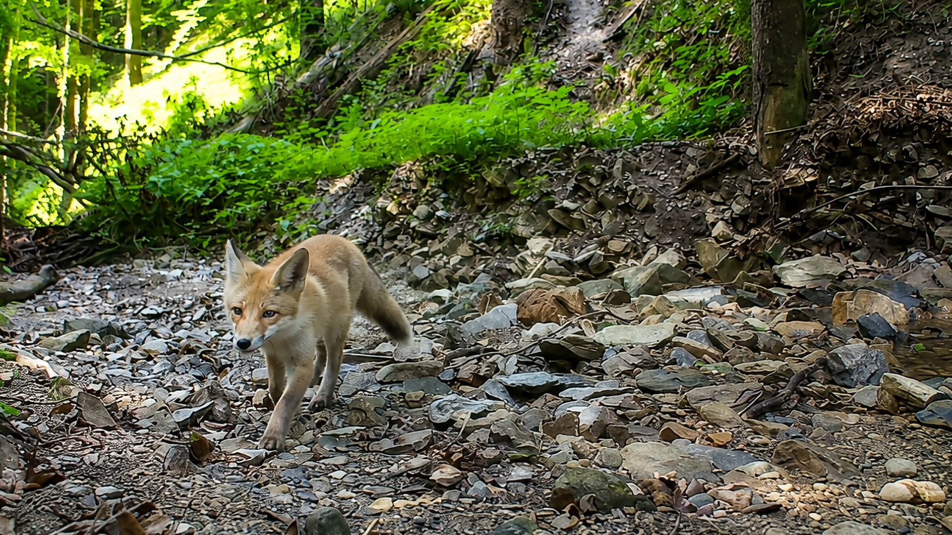 A trail camera revealed the secret visitors of this forest stream