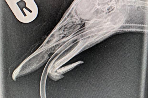 Duck with broken beak treated at wildlife rescue hospital