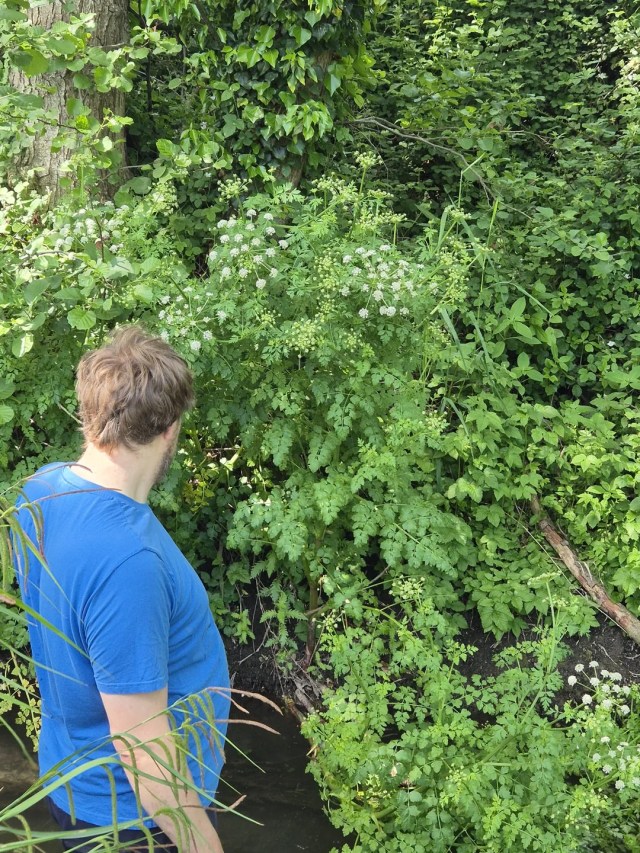 Man fears riverbank plant is giant hogweed before commenters identify a ...