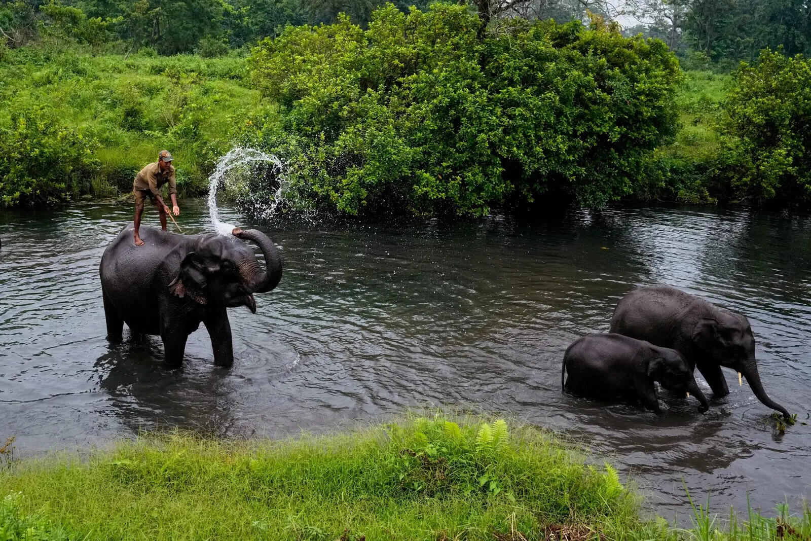 Manas takes a leap towards conservation with grass nursery & release of ...