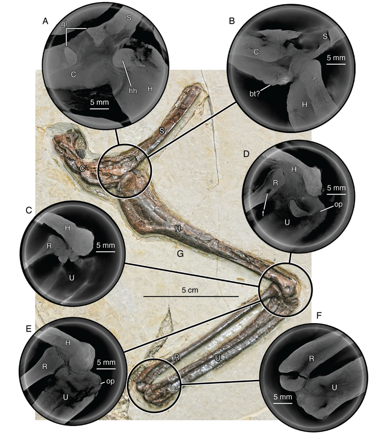 Ancient velociraptor cousin glided on four wings and hunted birds