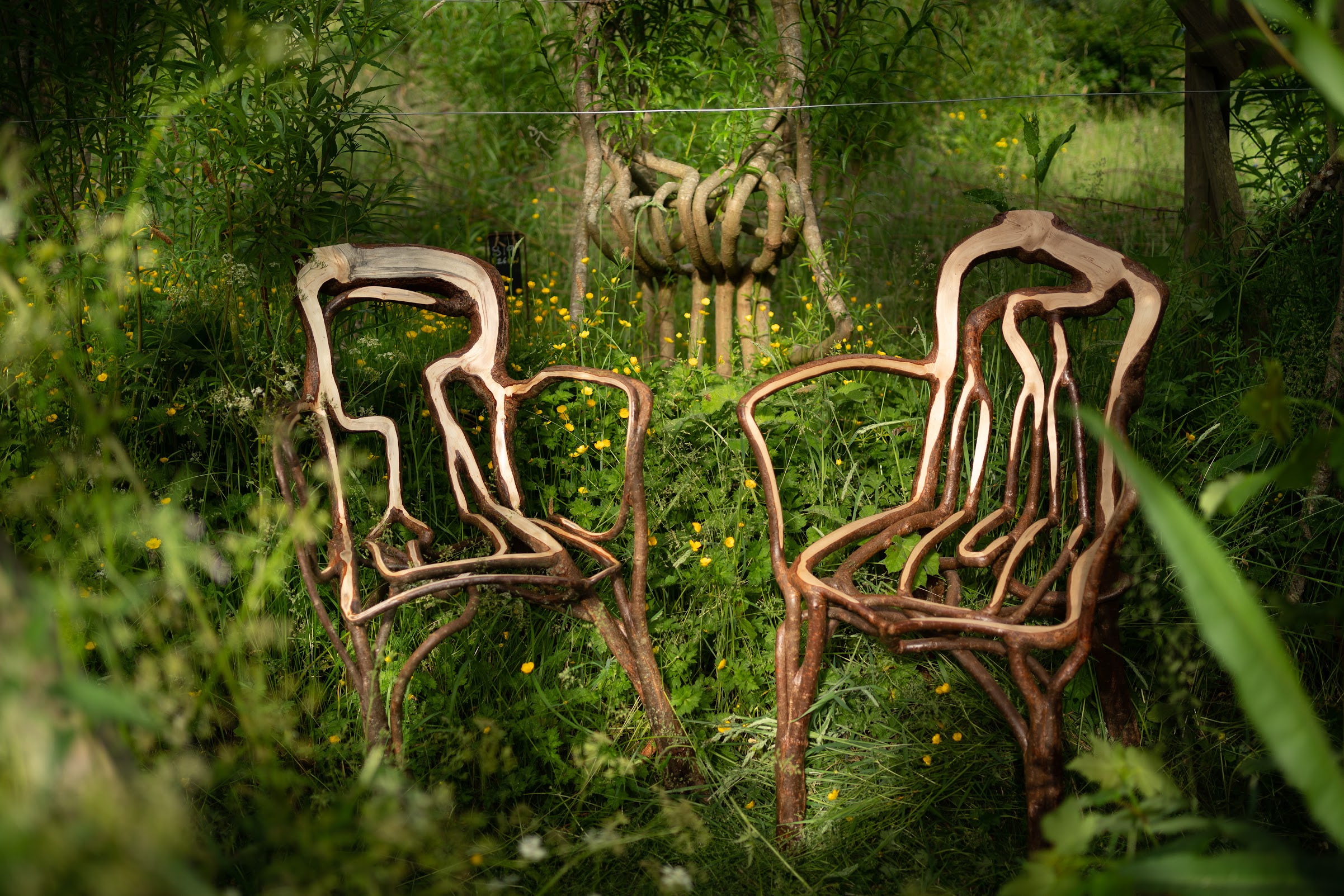 This couple grows trees in the shape of chairs. They sell for $90K
