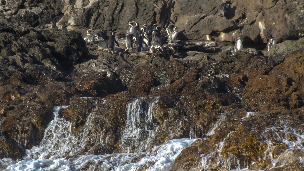 Penguin life from sea to shore