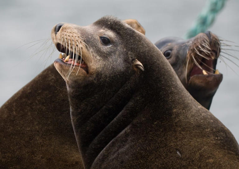 Sea lions return to Monterey's Cannery Row for third straight June