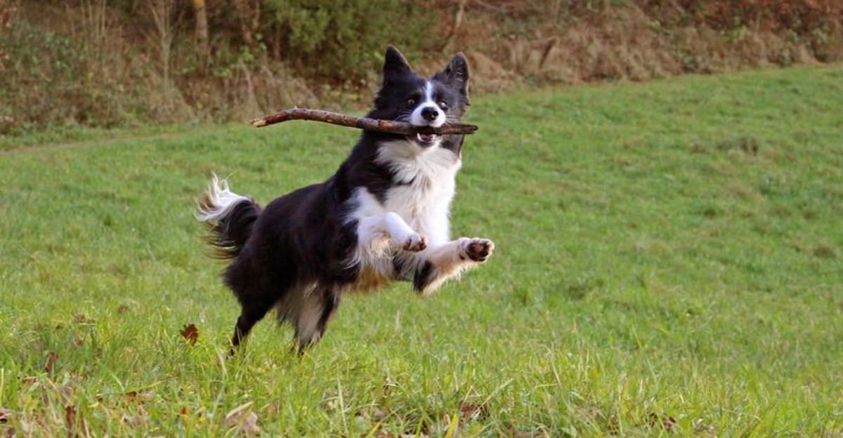 13 instinct-driven breeds – plus 3 dogs that always seem to lead the group