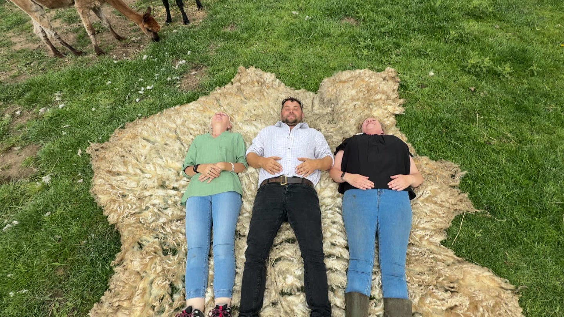 Ewe won't believe it: 8ft fleece sheared from sheep