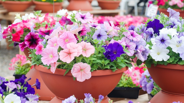 15 flowers you can grow to ward off insects
