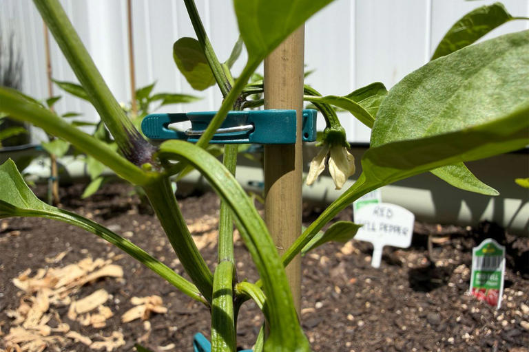 Tired of floppy flowers? These 15 affordable garden finds fix the ...