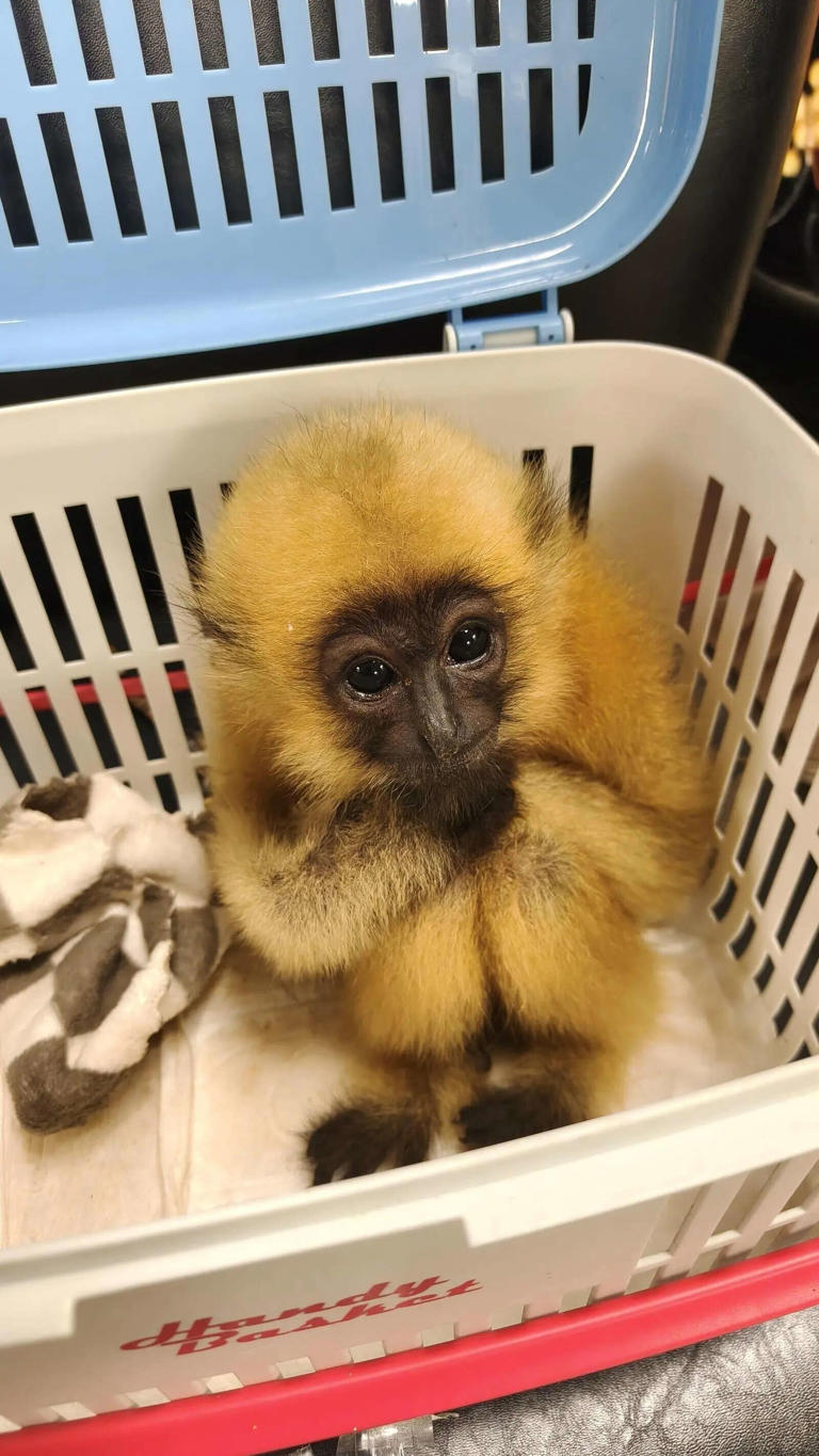 Exotic wild animals smuggled from Bangkok to Mumbai, 1 Indian arrested