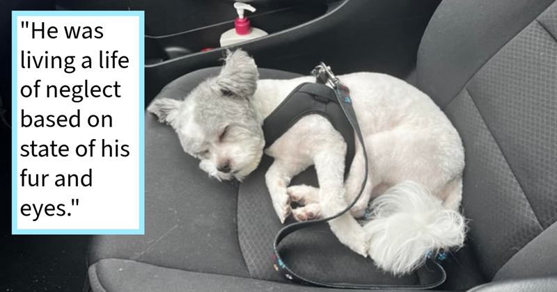 Abandoned 8-month-old puppy, found walking blindly by delivery driver ...