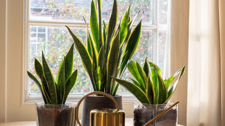 4 pointers for caring for your snake plant