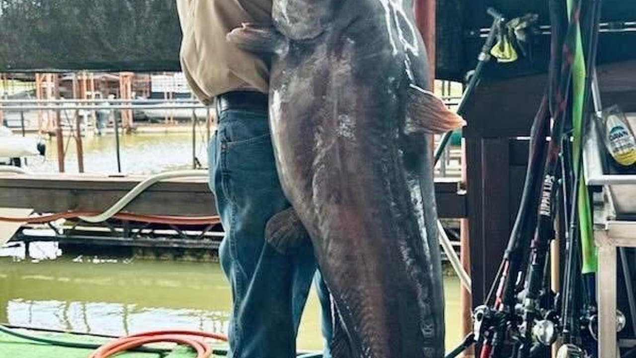 Angler reels in massive 75-pound catfish at Lake Texoma over Memorial ...