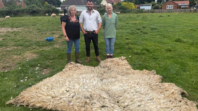 Ewe won't believe it: 8ft fleece sheared from sheep