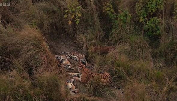 BBC viewers floored by 'never seen before' Tiger Island footage
