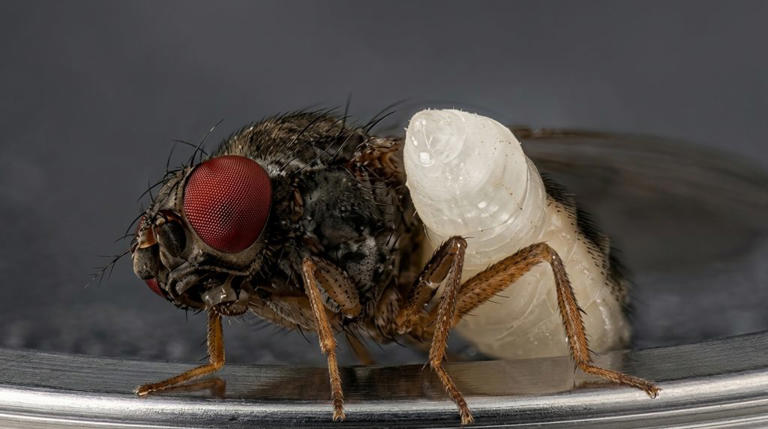 A tiny backyard discovery in Mississippi is rewriting what scientists ...