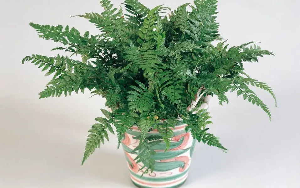 Houseplant care tips every plant parent needs