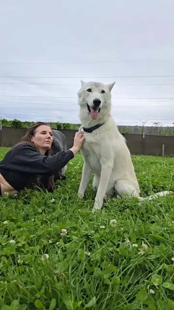 Sully the gentle giant soaking up cuddles in the grass