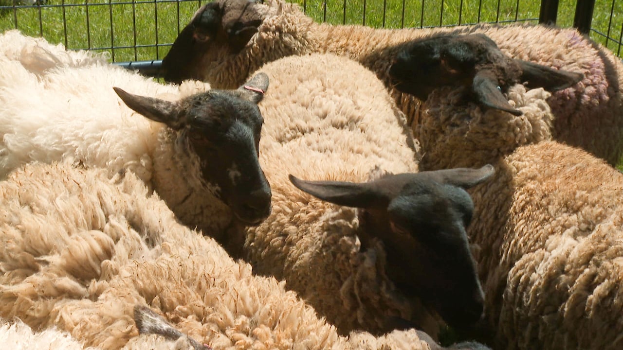 Meet your maker: Sheep to Sock Textile Festival highlights demand for wool