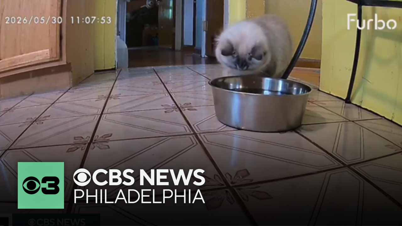 Decoding your cat's behavior | Pet Project