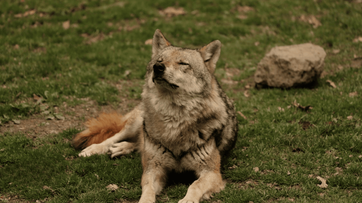 What Animal You Might Have Been in a Past Life Based on Your ...