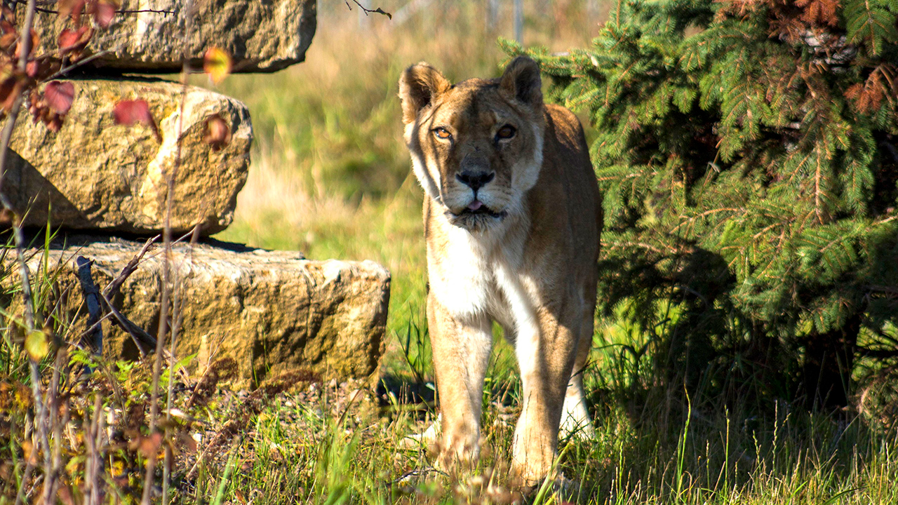 The lioness who had never seen freedom — a true story that actually ...