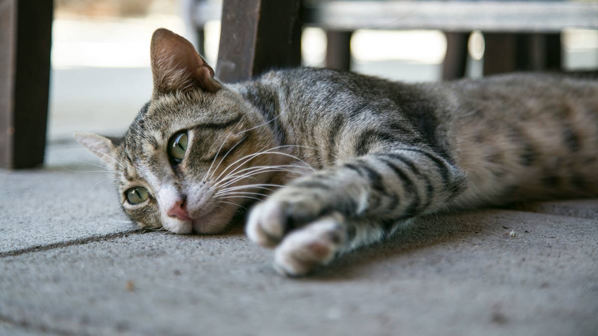 7 subtle signs your cat is actually in pain (and trying to hide it from ...